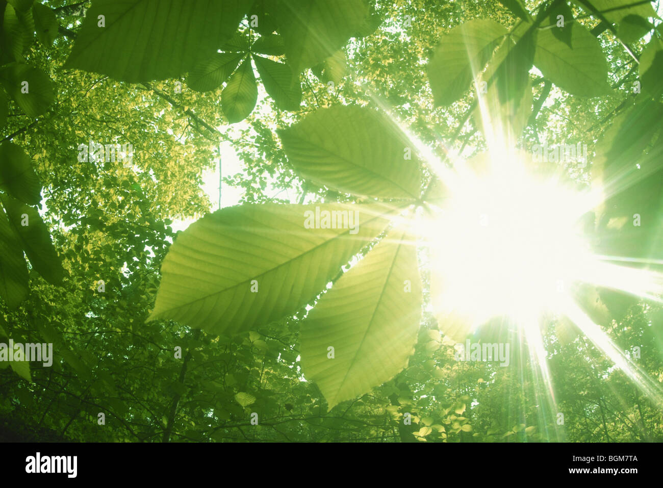 La lumière du soleil qui brillait à travers les branches de légumes verts Photo Stock - Alamy