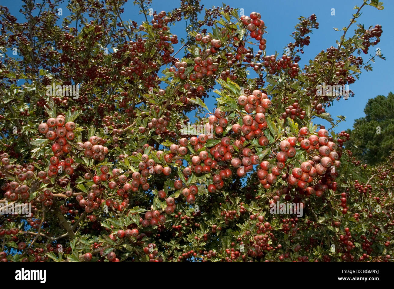 Aubépine arbuste Banque de photographies et d’images à haute résolution ...