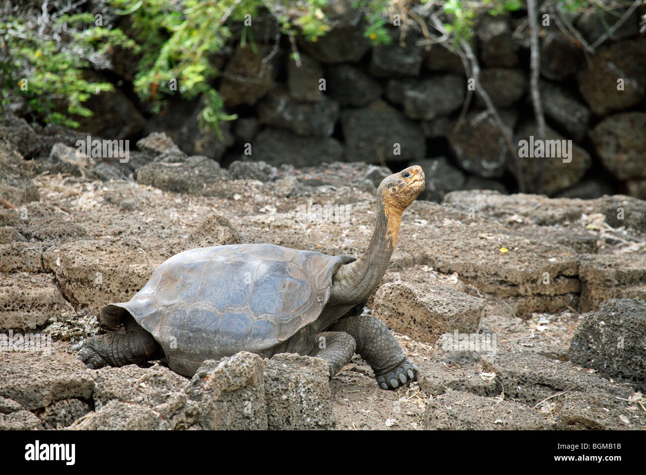 Lonesome George / Solitario Jorge, tortue géante des Galapagos ...