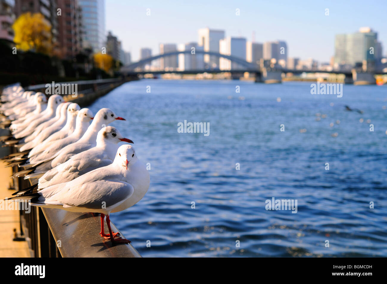 Kachidoki bridge Banque de photographies et d’images à haute résolution ...