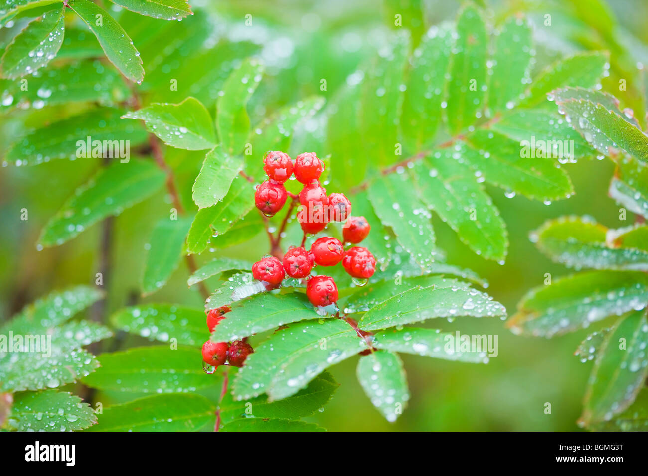 Checker tree Banque de photographies et d’images à haute résolution - Alamy
