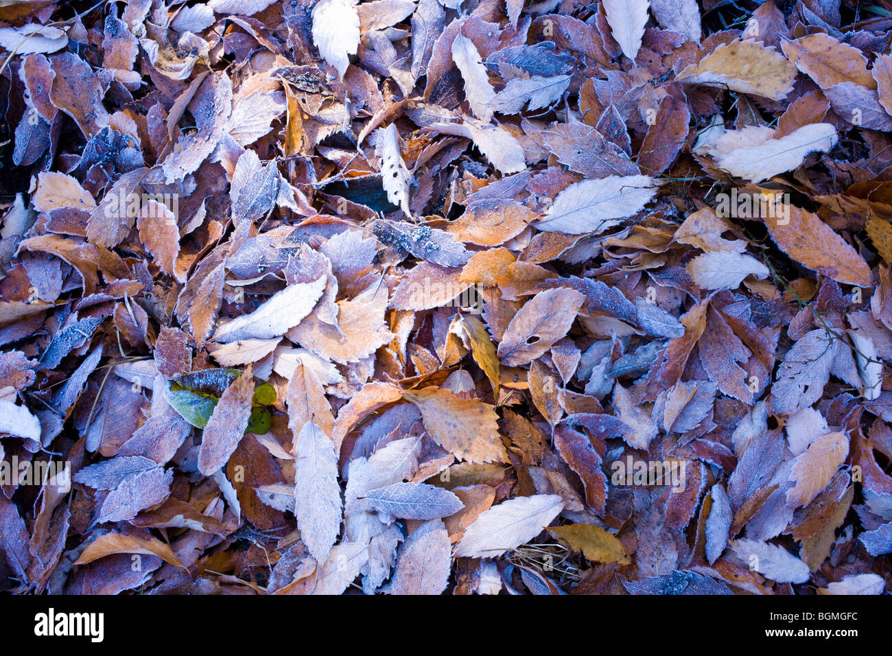 Feuilles Au Sol Banque d'image et photos - Alamy