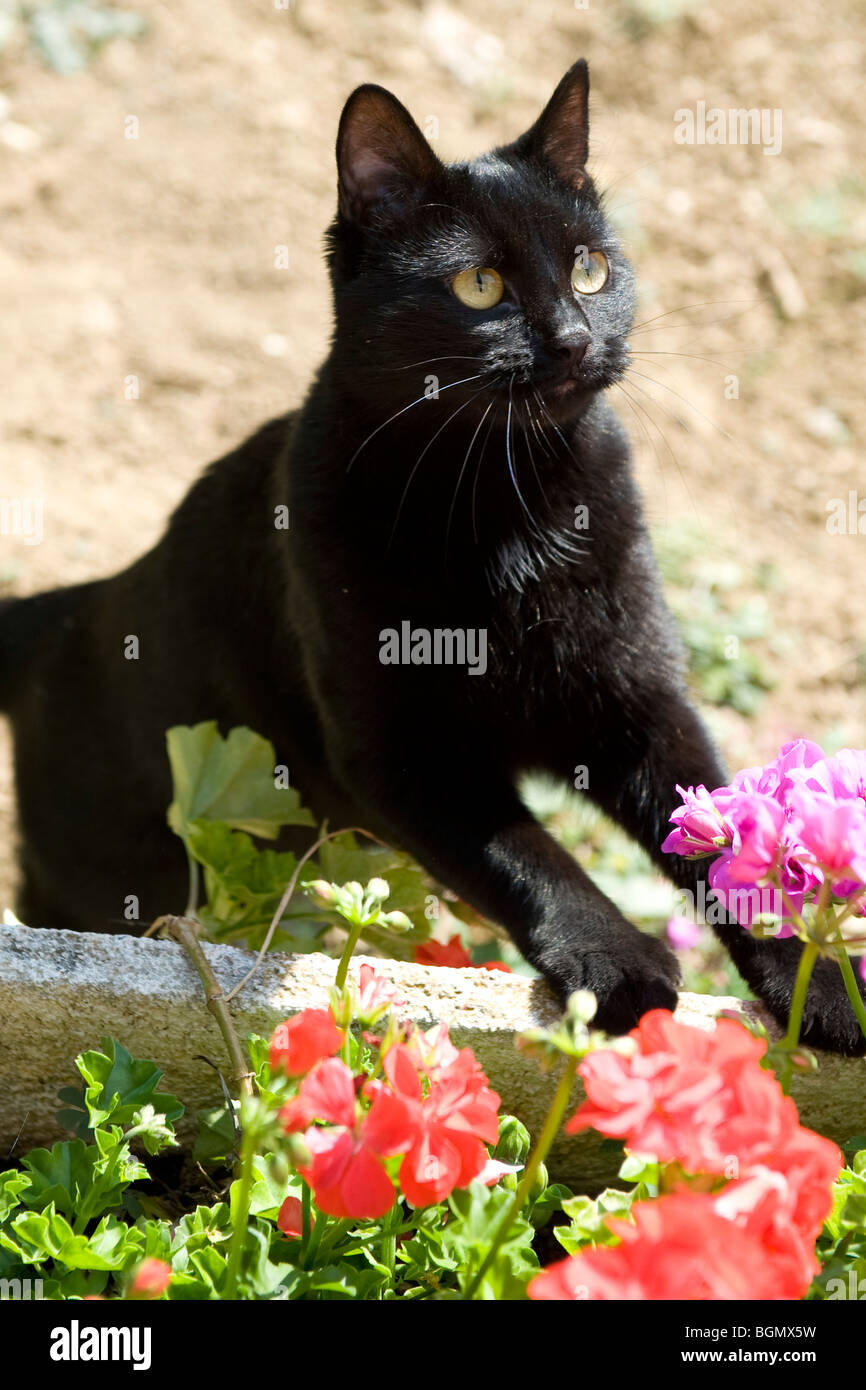 Chat heureux Banque de photographies et d’images à haute résolution - Alamy