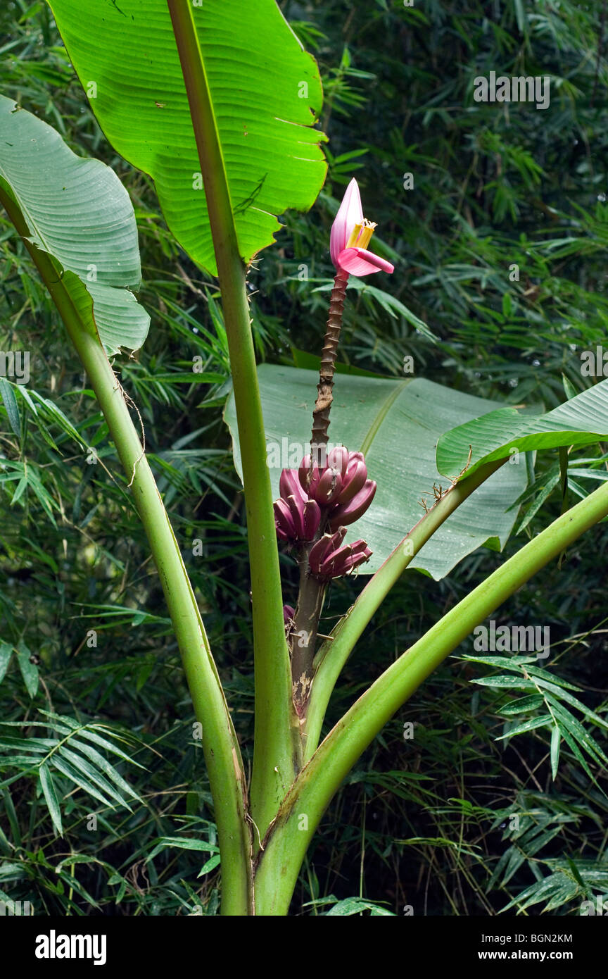 Bananier bananier (Musa velutina) des fleurs et des fruits, le Costa ...