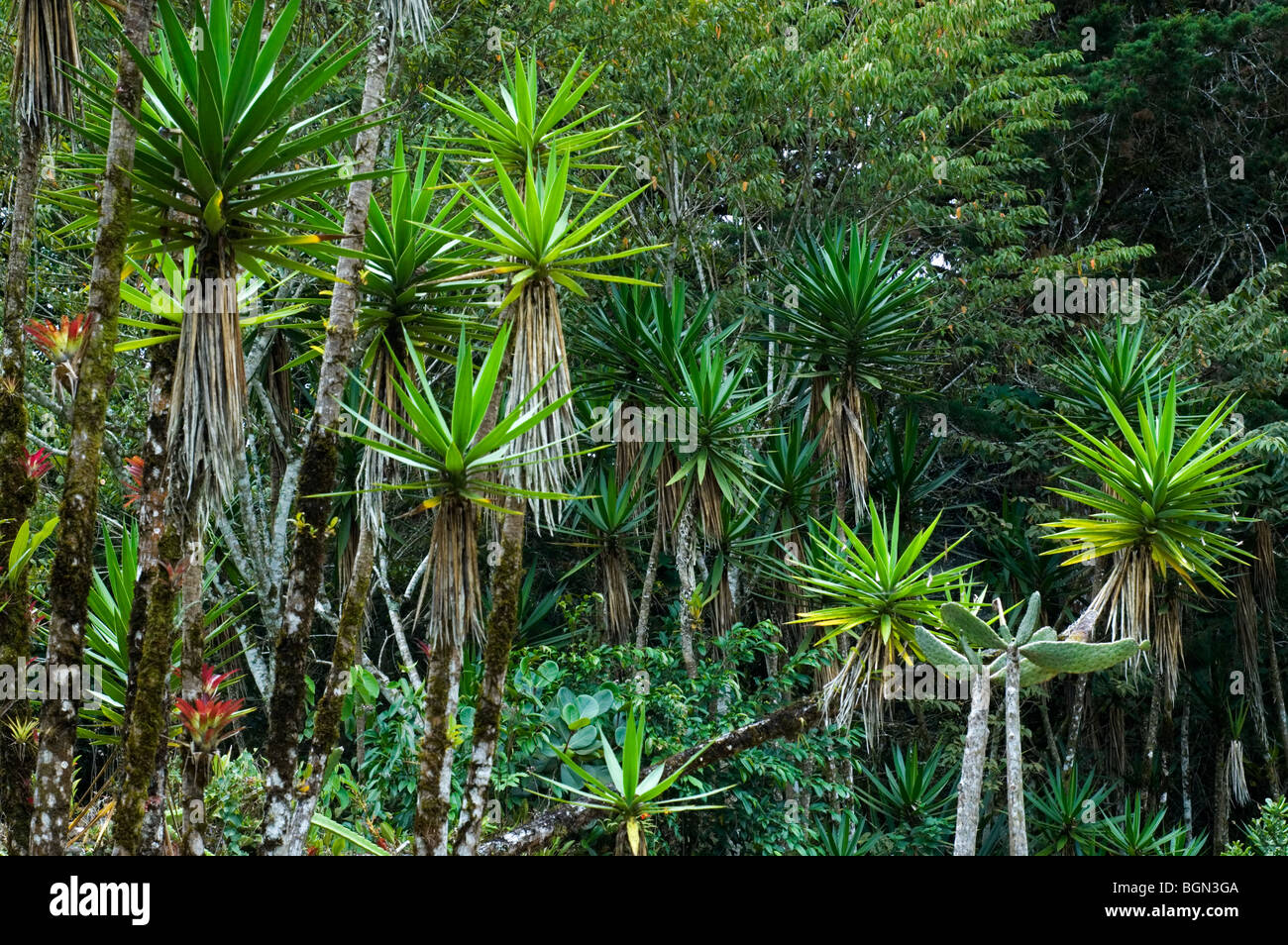 Yucca elephantipes yucca Spineless (/ guatemalensis), Costa Rica Photo ...