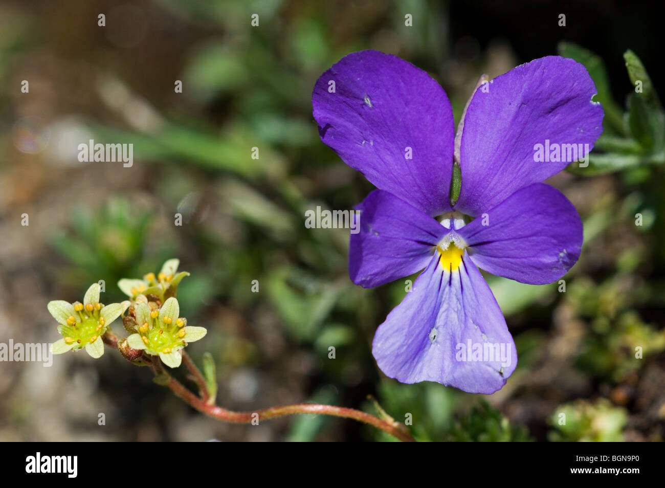 Viola calcarata Banque de photographies et d’images à haute résolution ...