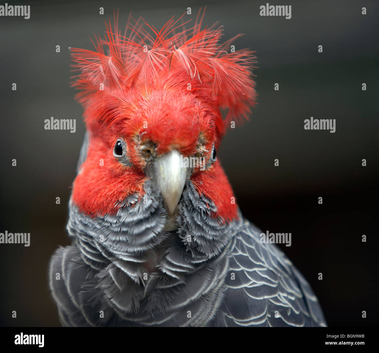 Gang gang cockatoo Banque de photographies et d’images à haute ...
