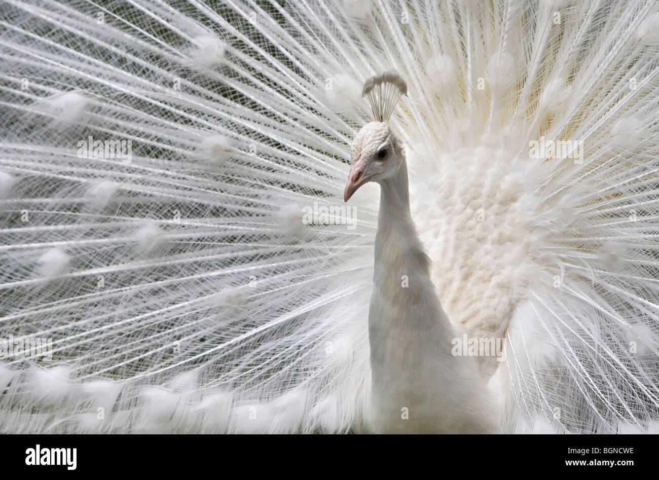 Plumage paons blanc Banque de photographies et d’images à haute ...