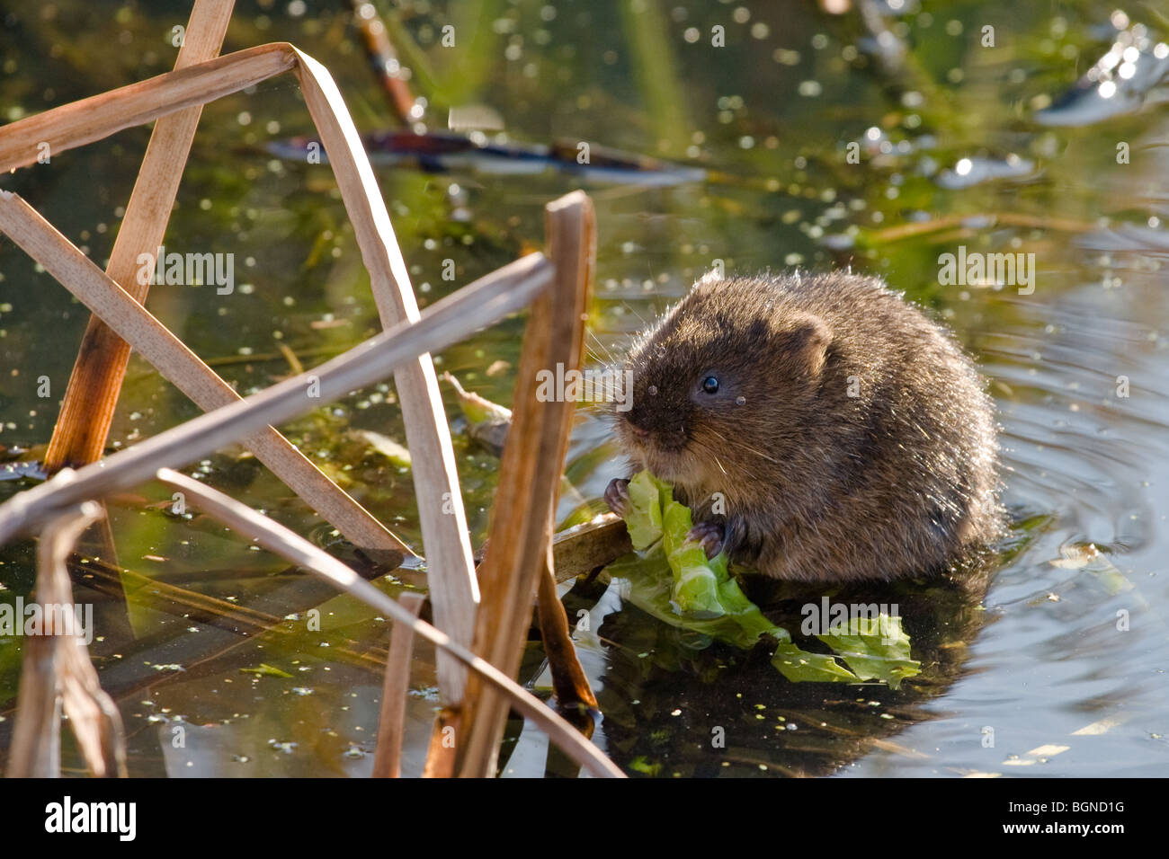 Rat d'eau Banque de photographies et d’images à haute résolution - Alamy