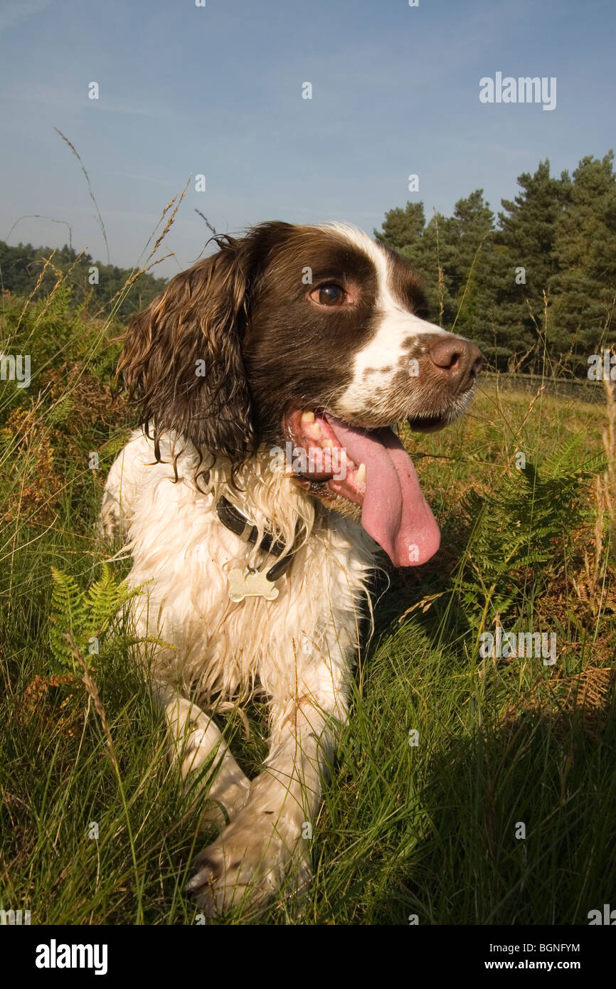 Springer spaniel dog Banque de photographies et d’images à haute ...