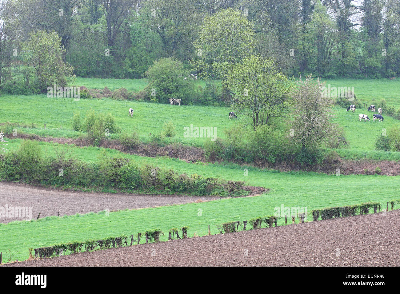 Bocage landscape with hedges and trees Banque de photographies et d ...