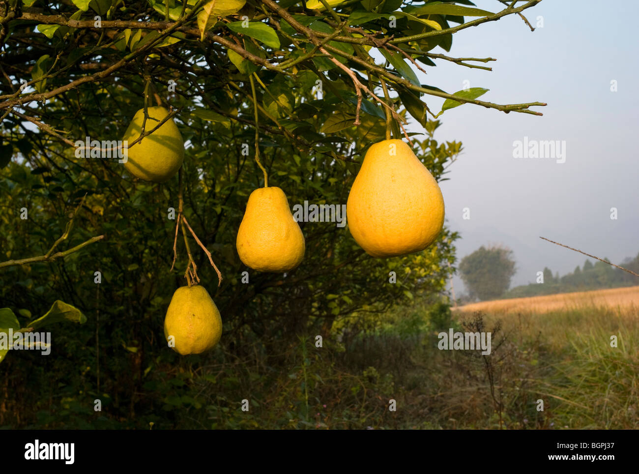 Pomelo tree Banque de photographies et d’images à haute résolution - Alamy