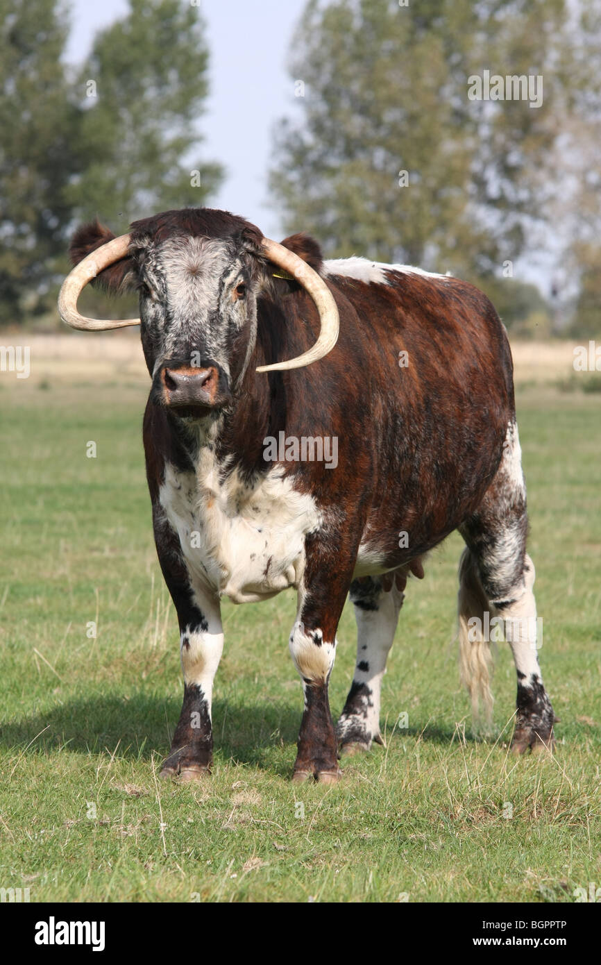 Race de vache anglaise Banque de photographies et d’images à haute ...