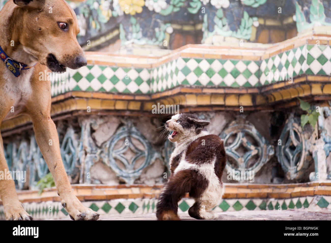 Combat de chats Banque de photographies et d’images à haute résolution ...