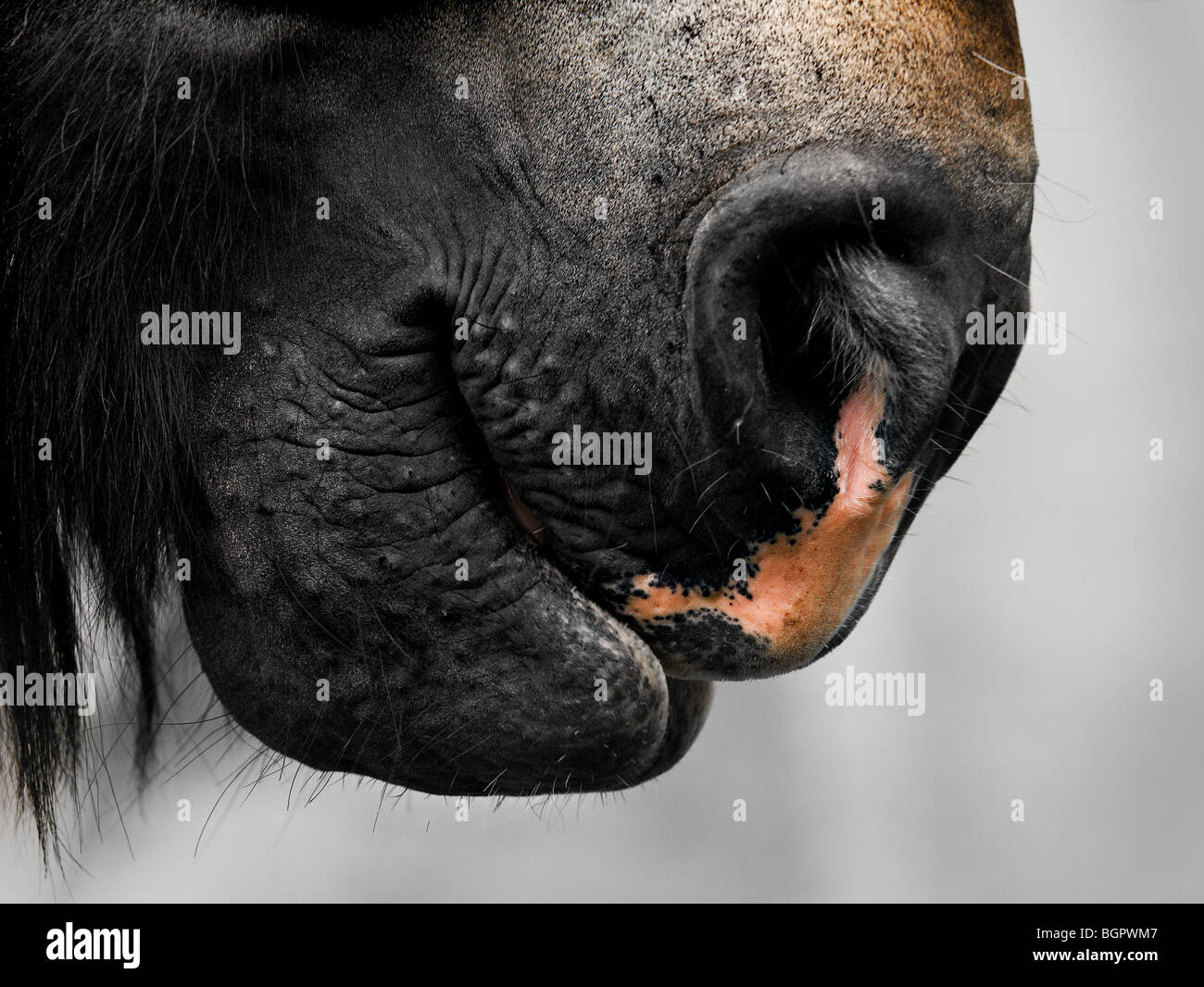 Cheval bouche Banque de photographies et d’images à haute résolution ...