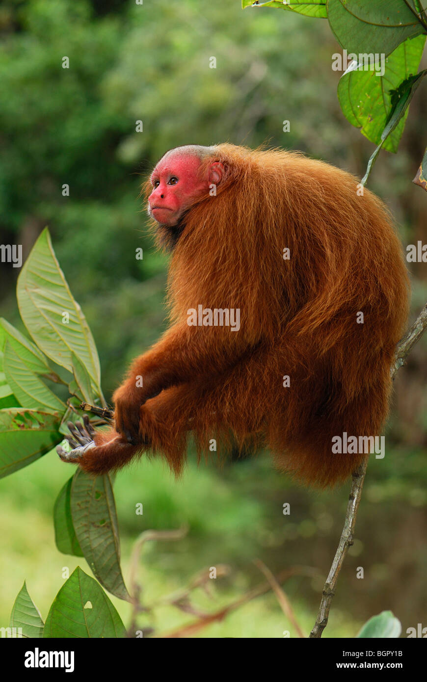 Regards de singe femelle Banque de photographies et d’images à haute ...