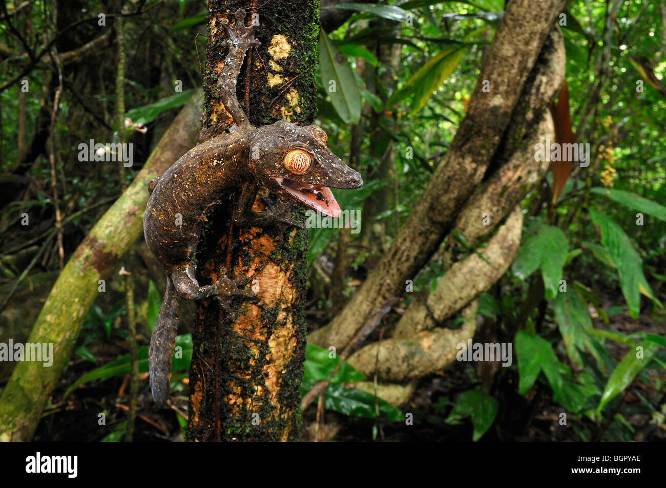 Leaf-Tailed Giant Gecko (Uroplatus fimbriatus), adulte, l'île de Nosy ...