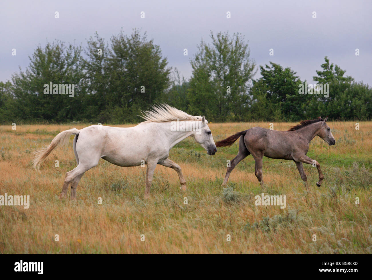 Courir au galop Banque de photographies et d’images à haute résolution ...