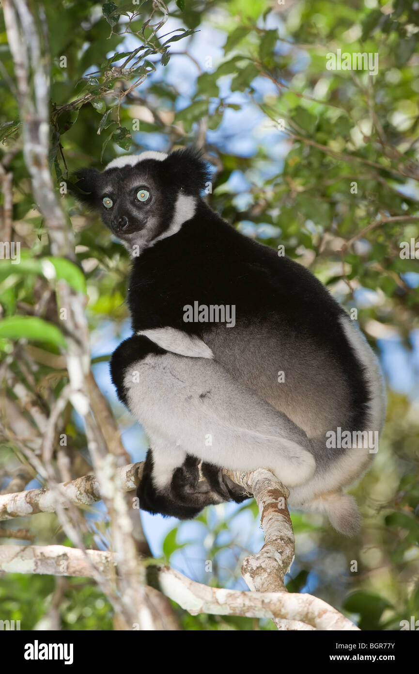 Indri lemur dans les arbres Banque de photographies et d’images à haute ...