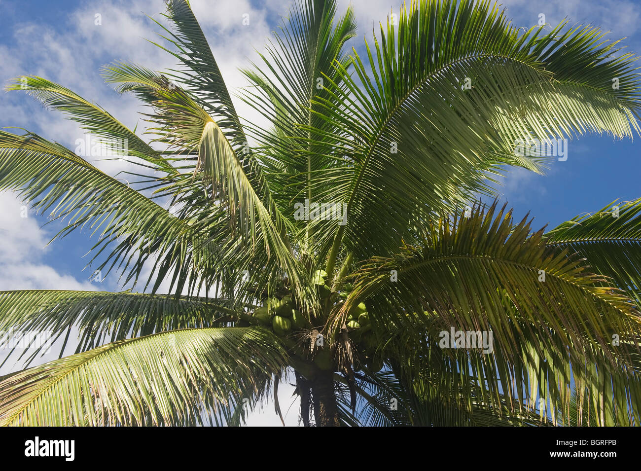 Palmier madagascar Banque de photographies et d’images à haute ...