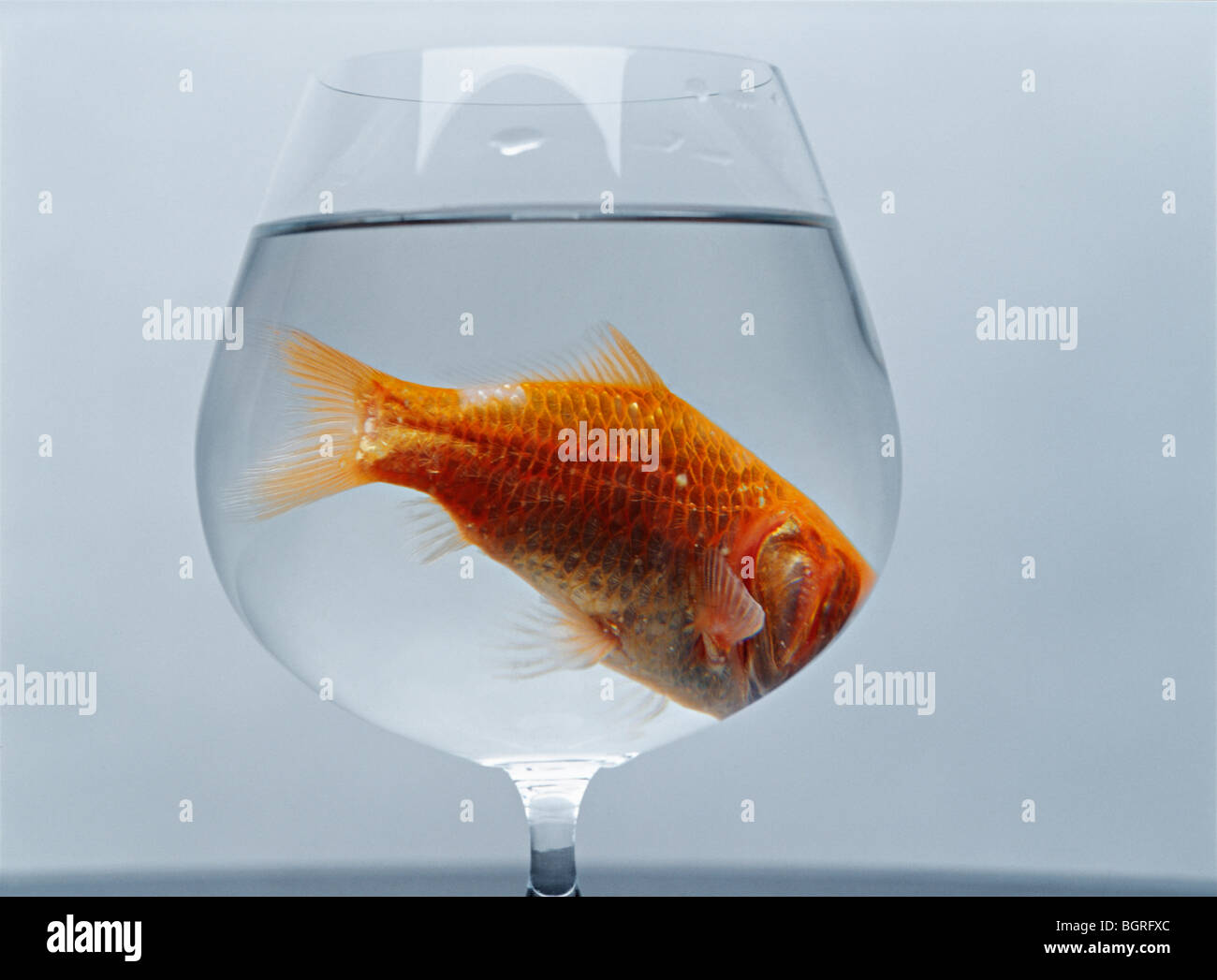 Verre de poisson rouge Banque de photographies et d’images à haute ...