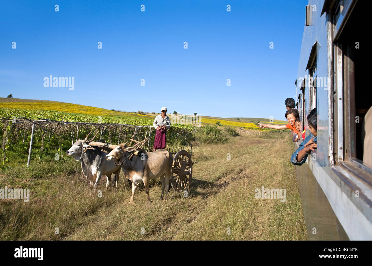 Train de bœufs et charrette Banque de photographies et d’images à haute résolution - Alamy