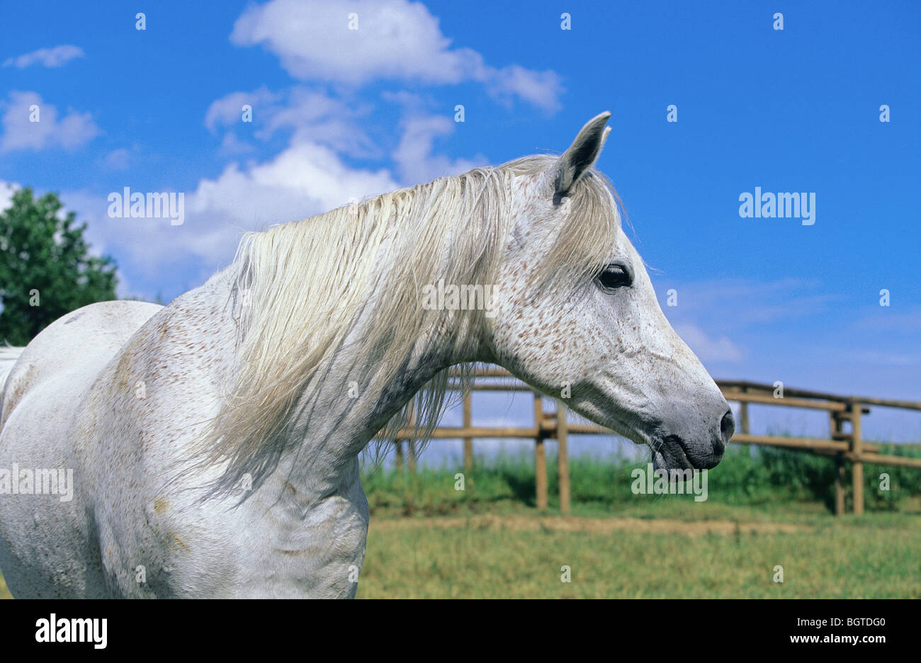 Cheval Blanc Arabe Banque d'image et photos - Alamy