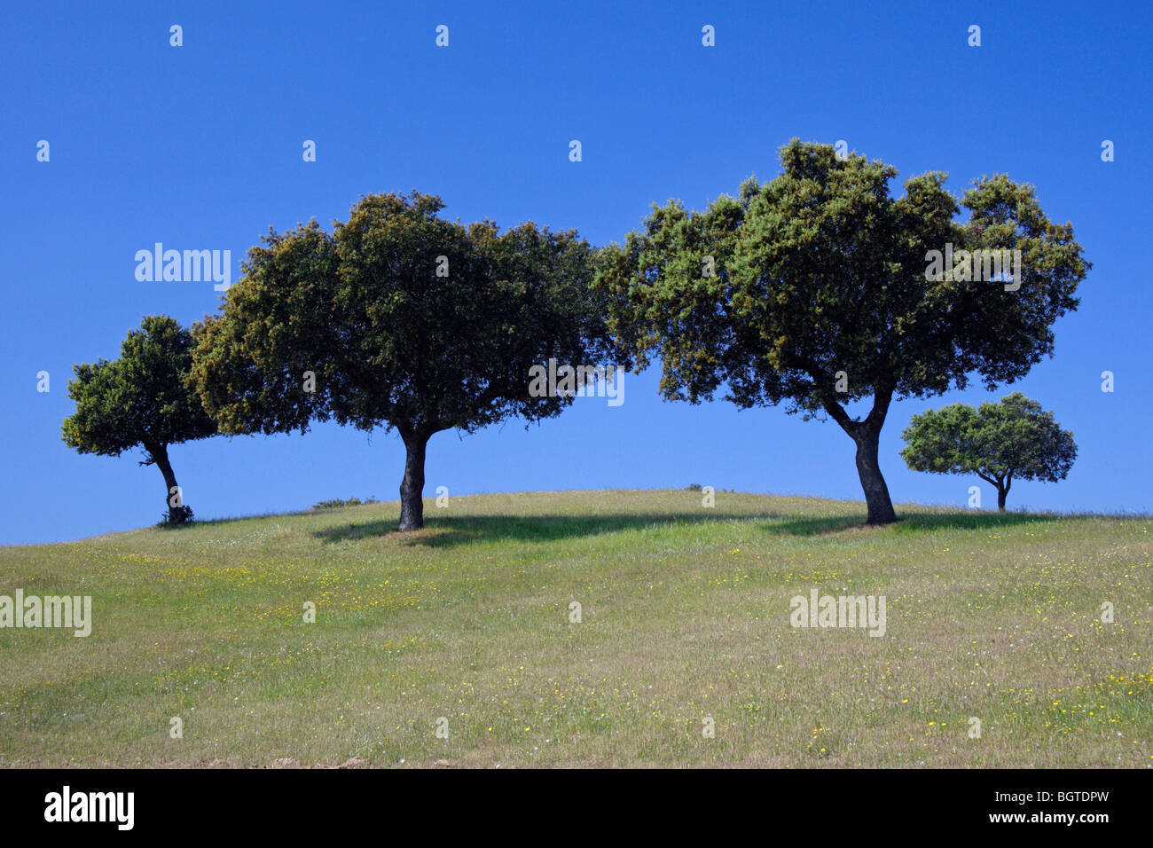 Chêne vert Banque de photographies et d’images à haute résolution - Alamy