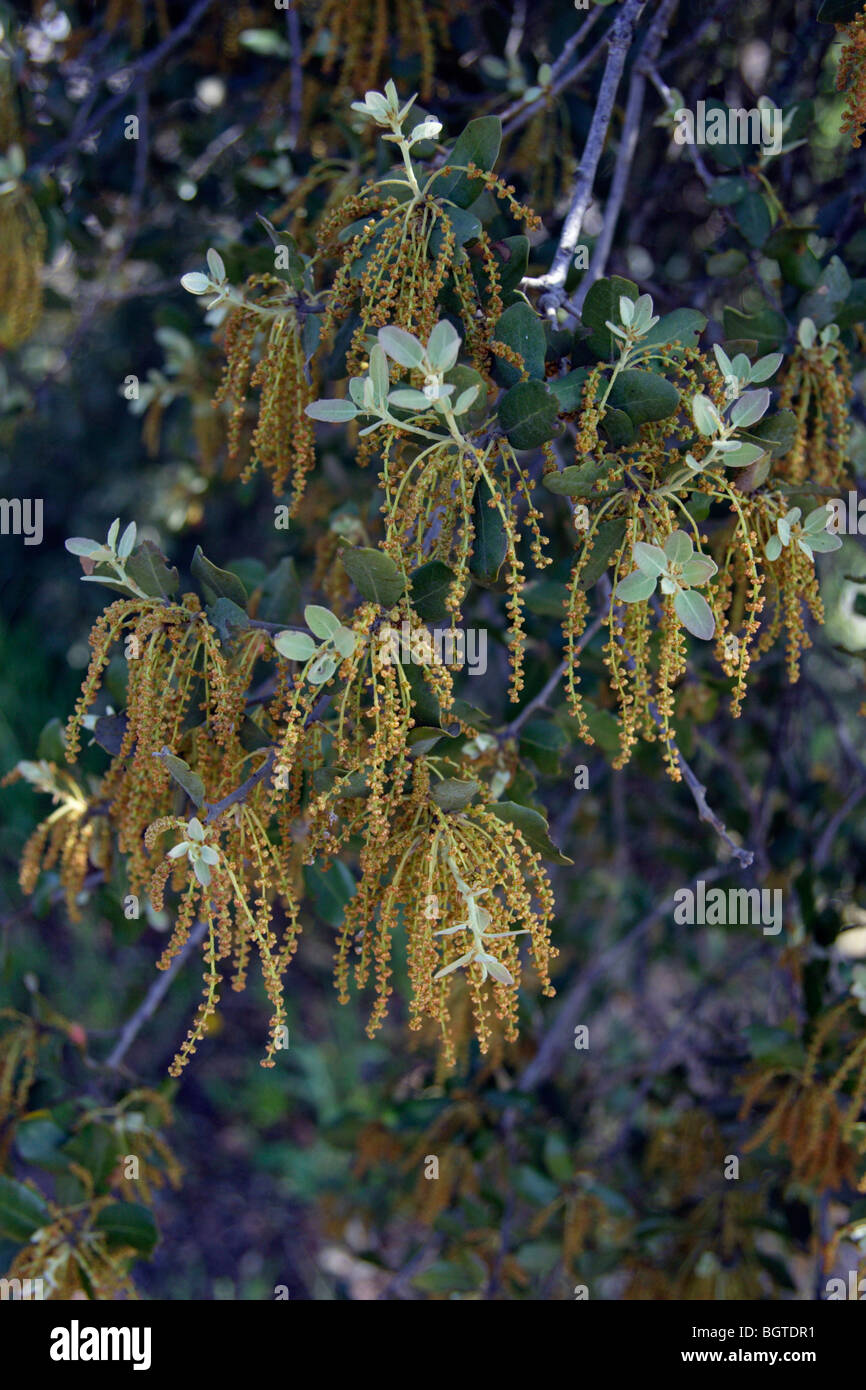 Chêne vert Banque de photographies et d’images à haute résolution - Alamy