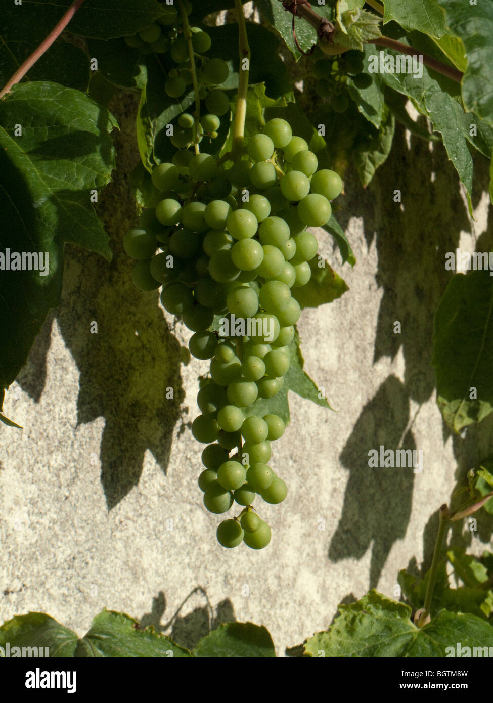 Raisin grappe Banque de photographies et d’images à haute résolution ...