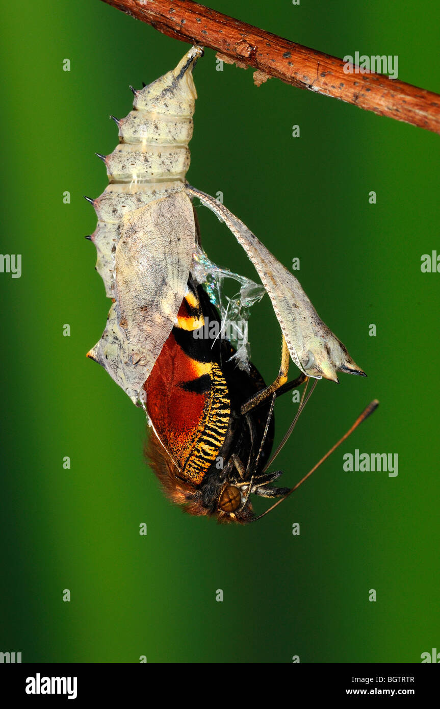 Chrysalis butterfly Banque de photographies et d’images à haute ...