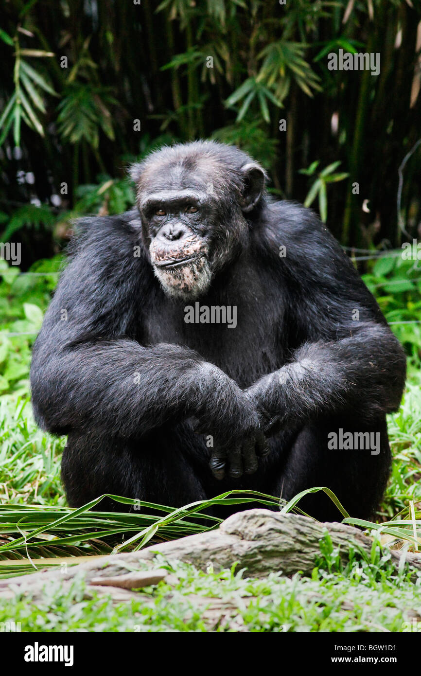 Female chimpanzee Banque de photographies et d’images à haute ...