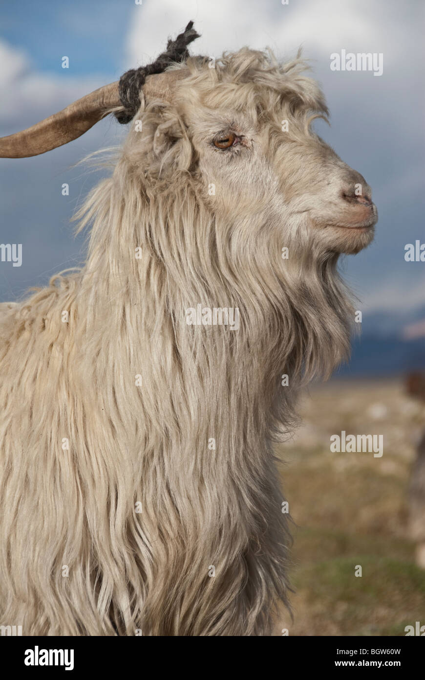 Male goat Banque de photographies et d’images à haute résolution - Alamy