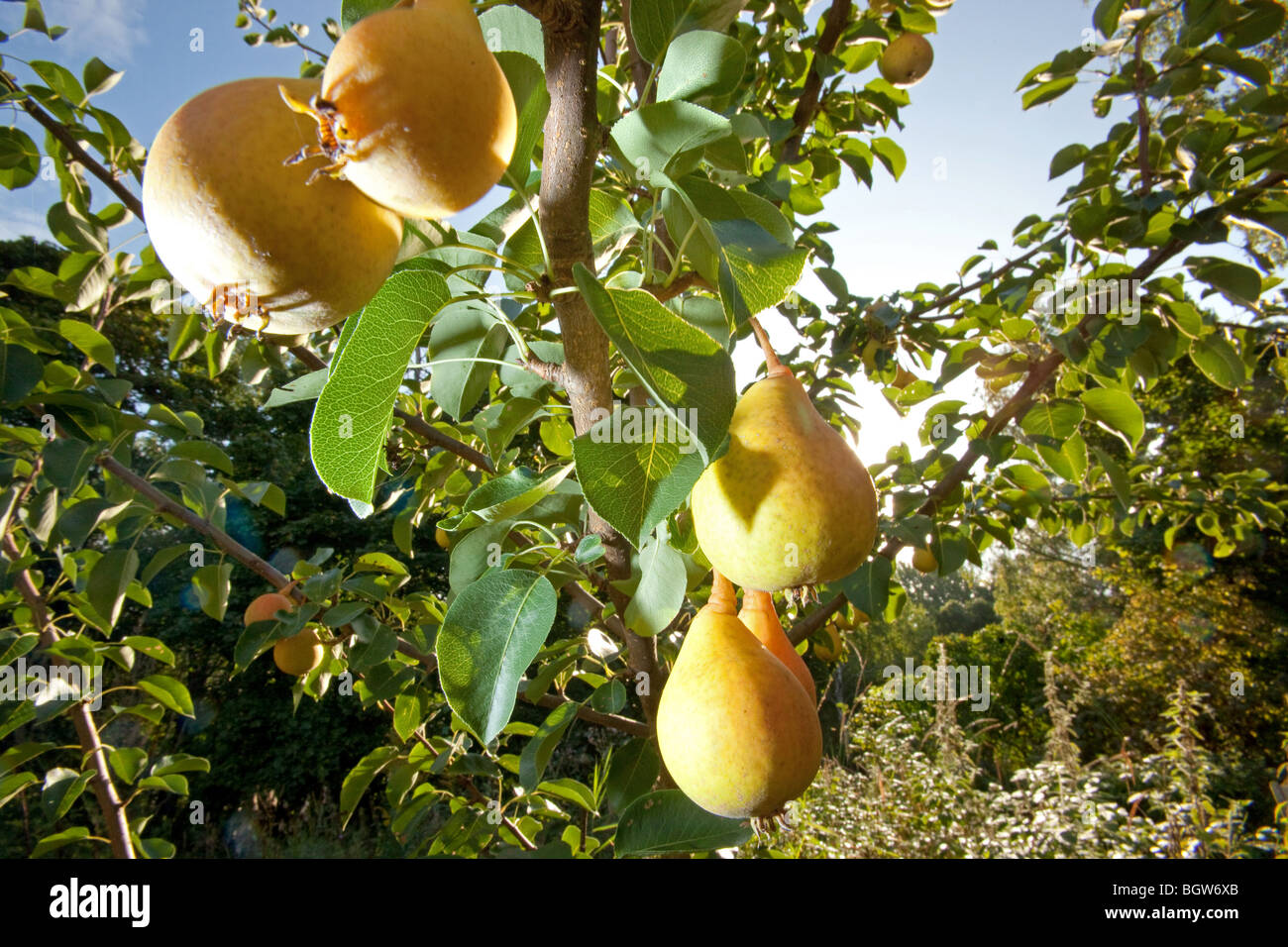 Common pear pyrus communis Banque de photographies et d’images à haute ...