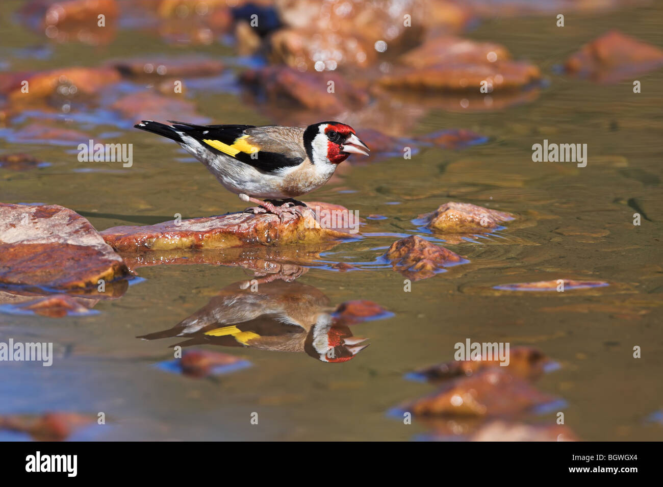 Goldfinch singing Banque de photographies et d’images à haute ...