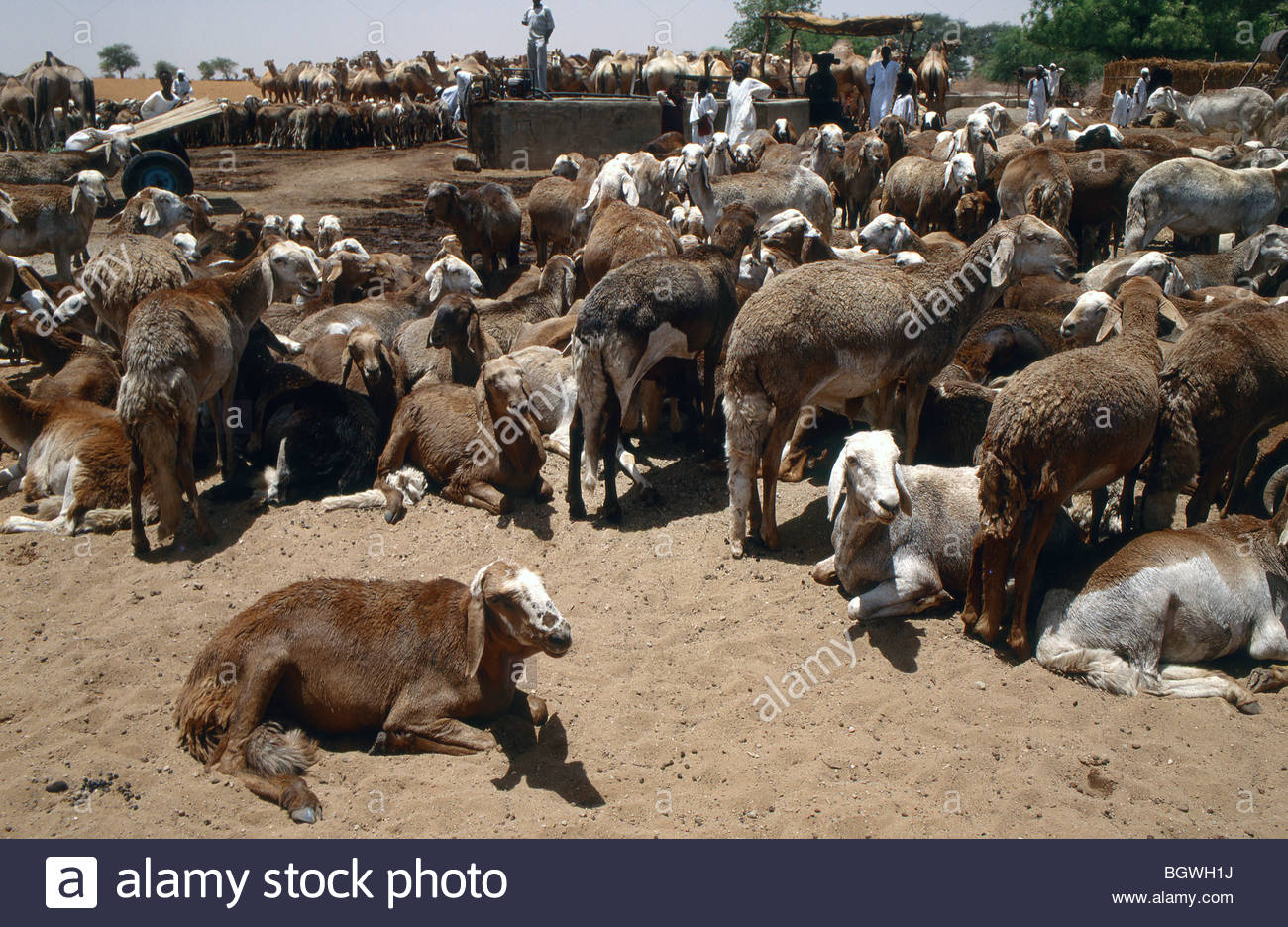 Sheep Sudan Animal Banque d'image et photos - Alamy