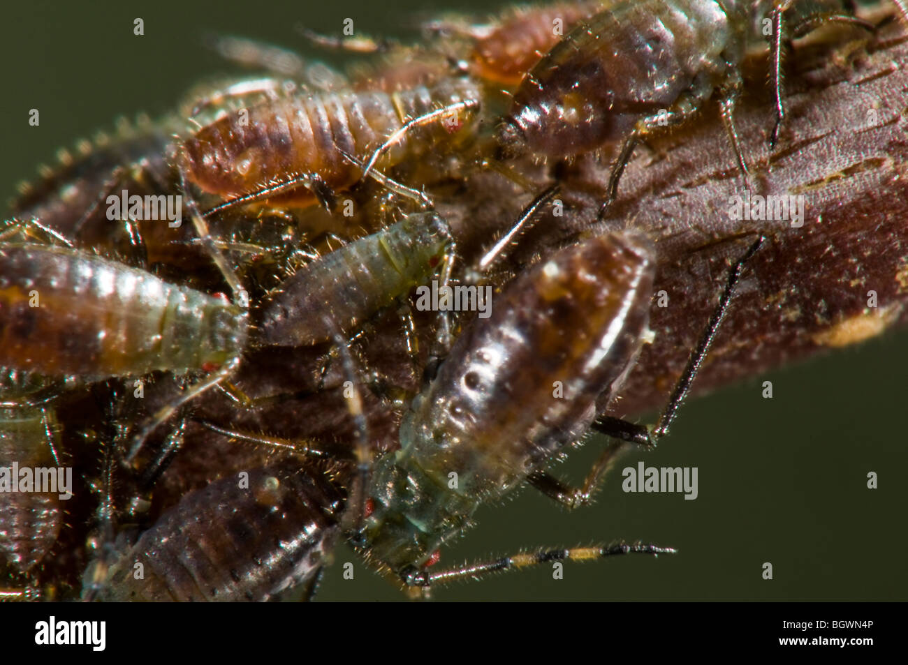Pucerons marron Banque de photographies et d’images à haute résolution ...