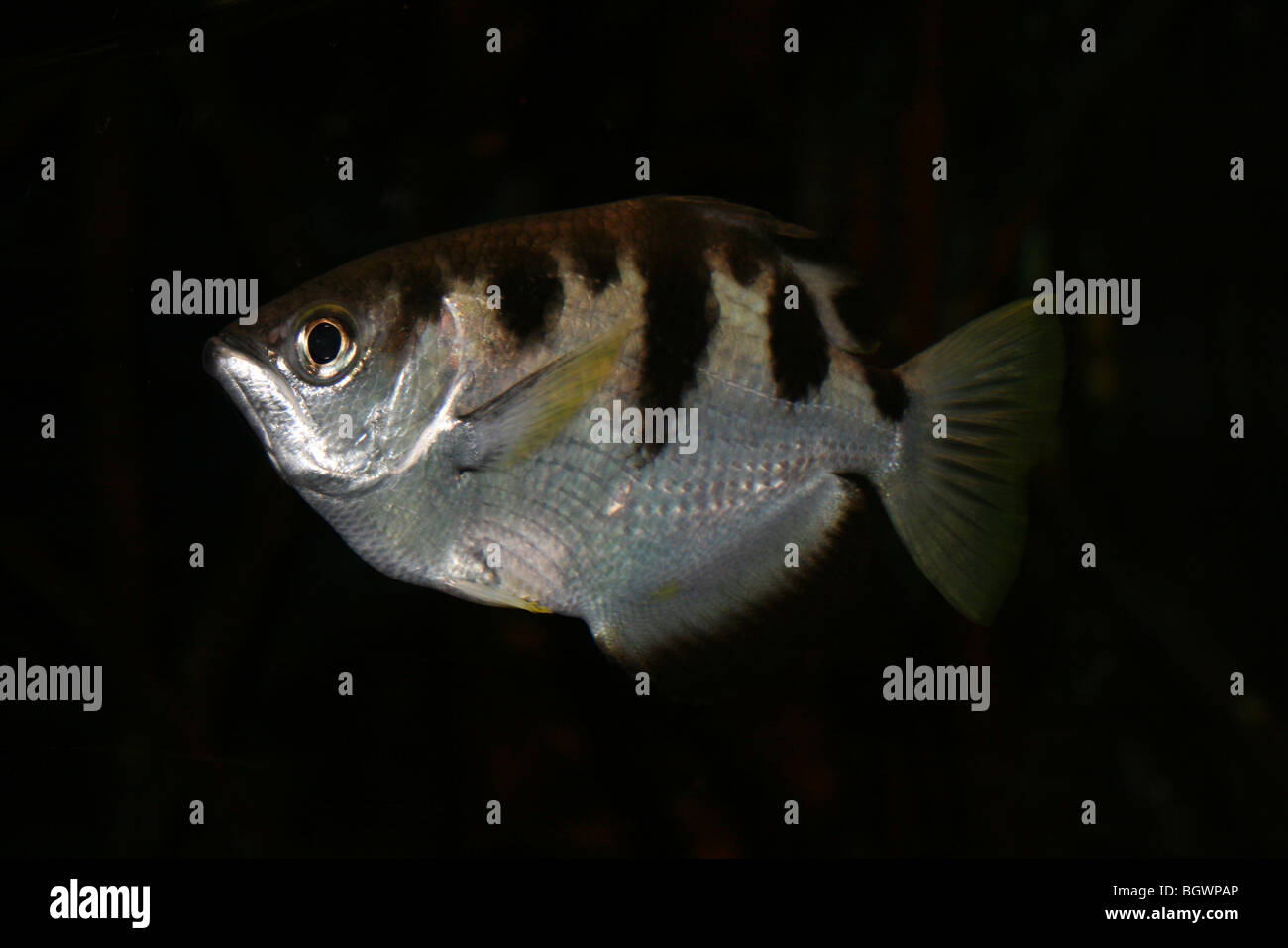 Poisson archer marin Banque de photographies et d’images à haute ...