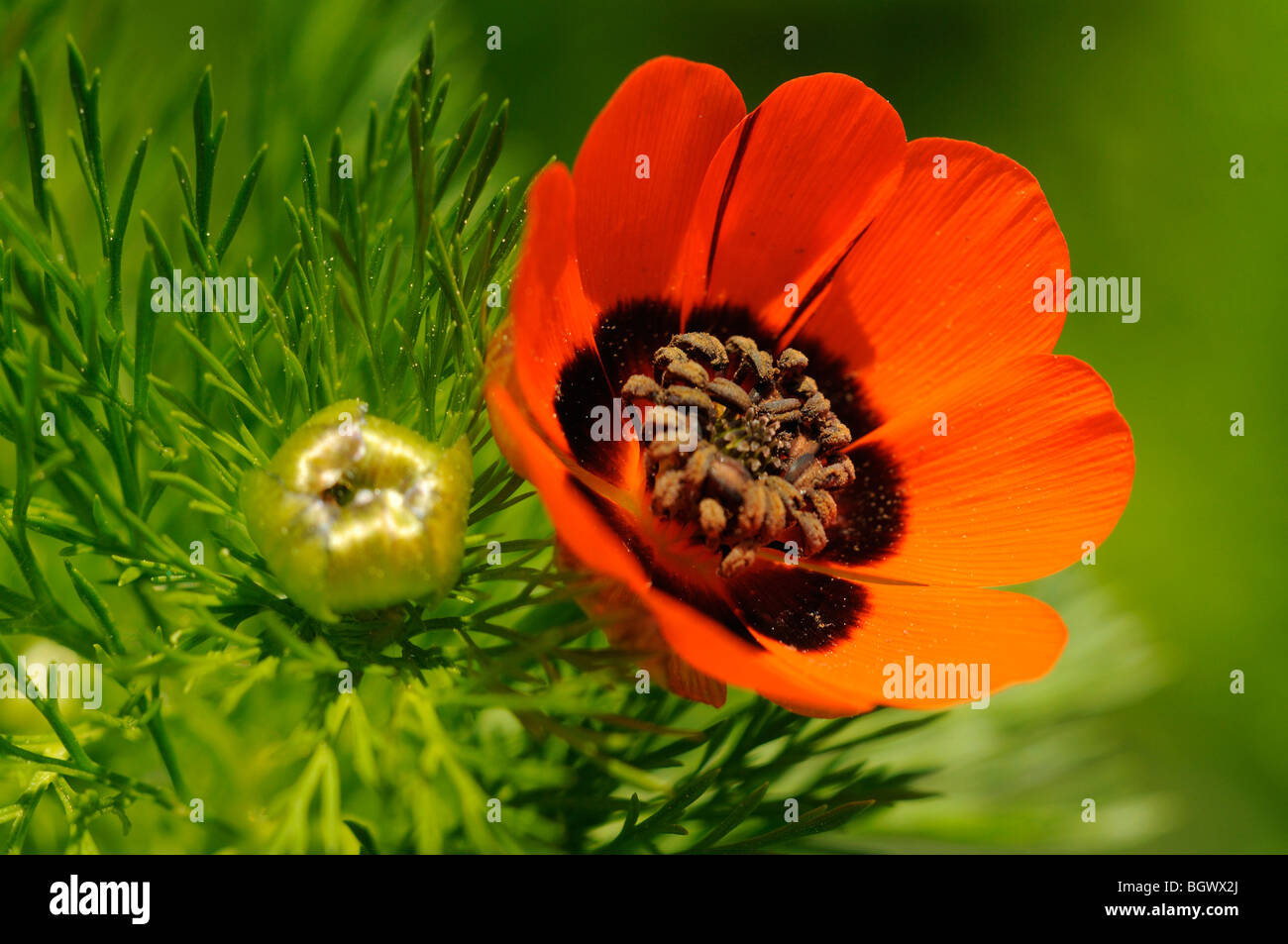 Adonis aestivalis Banque de photographies et d’images à haute ...