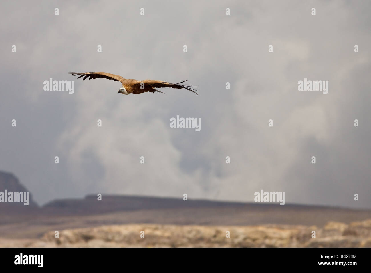 Vautour arabe Banque de photographies et d’images à haute résolution ...