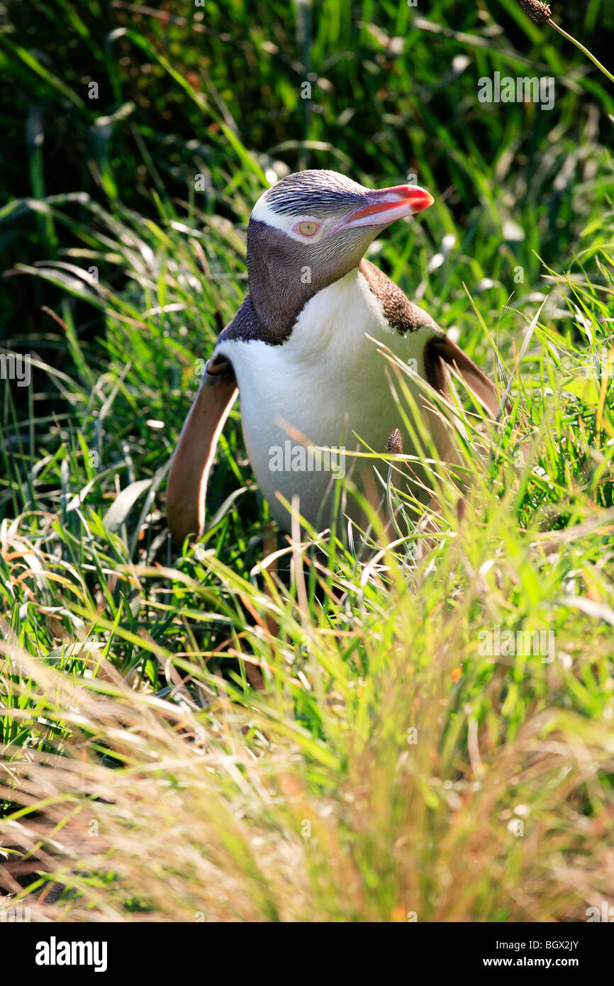 Yellow eyed penguin Banque de photographies et d’images à haute ...