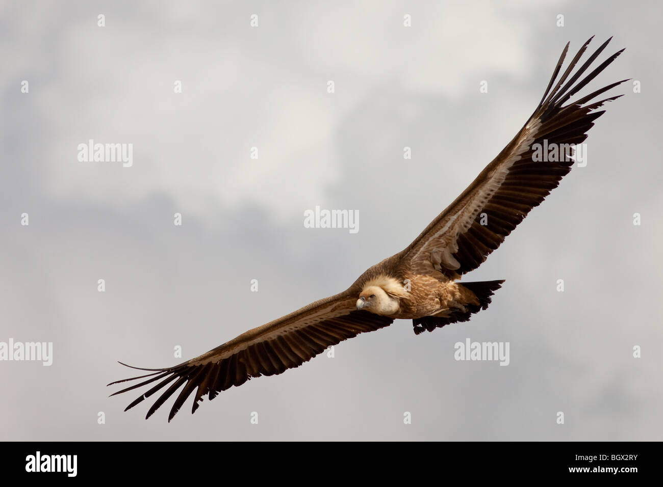 Vautour arabe Banque de photographies et d’images à haute résolution ...