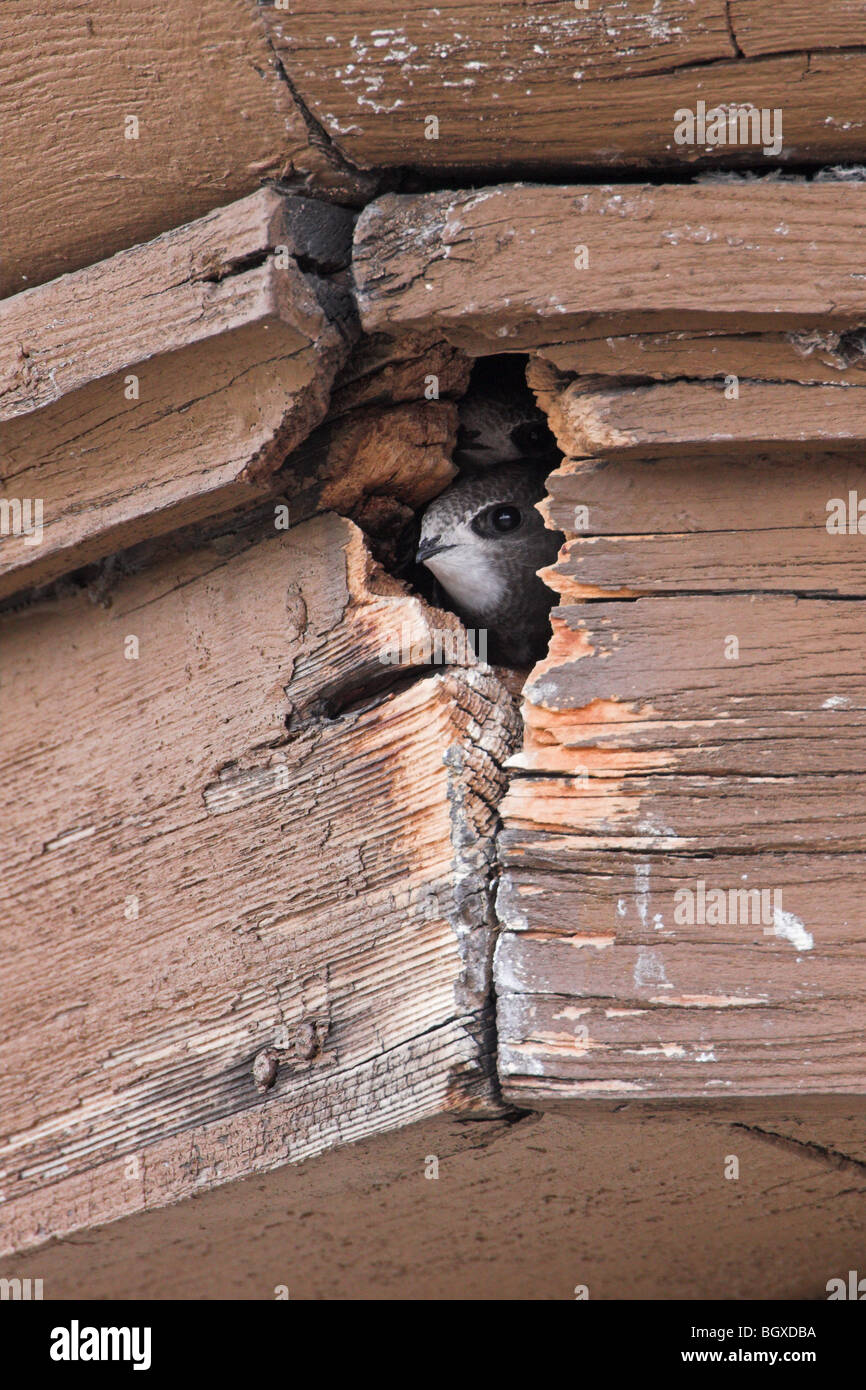 Apus apus Banque de photographies et d’images à haute résolution - Alamy