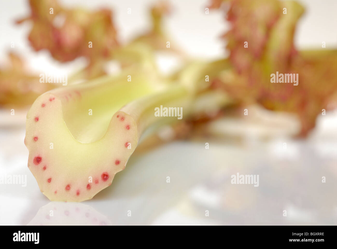 Expérience de céleri. Une coupe d'une branche de céleri montre les ...