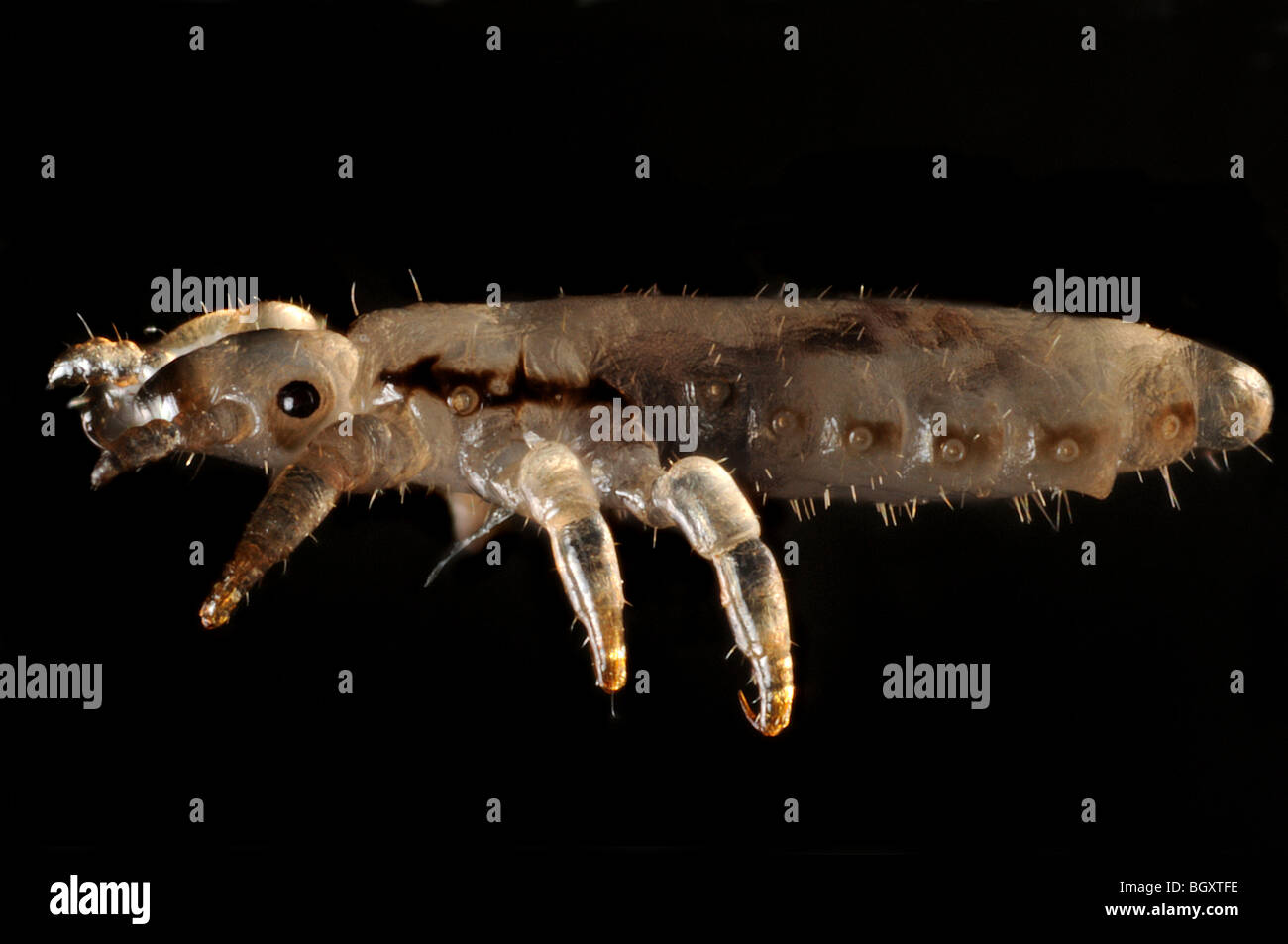 Un poux de tête (Pediculus humanus capitus) sur un fond noir Photo ...
