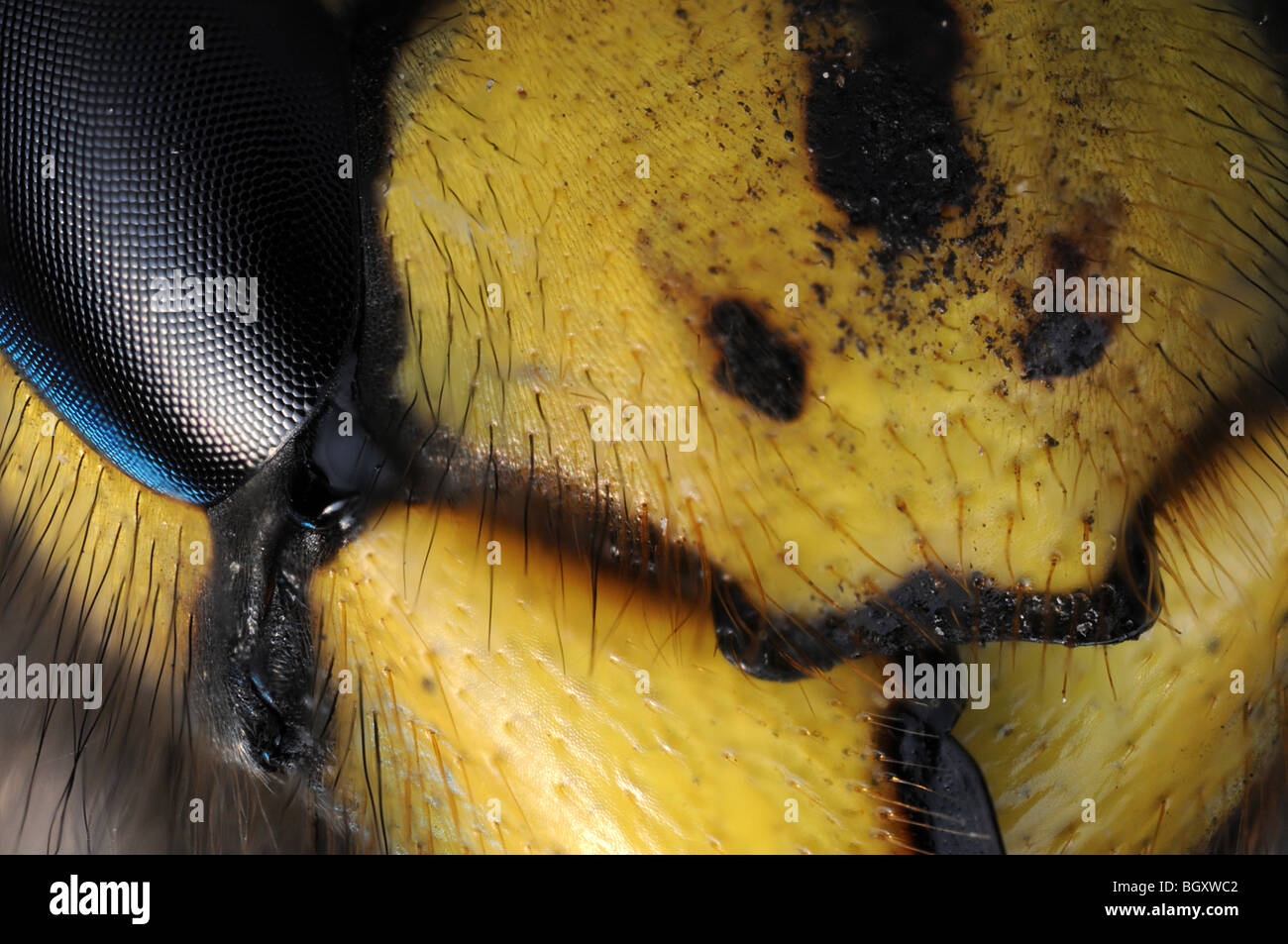 Extreme close up image d'un wasp's face Photo Stock - Alamy