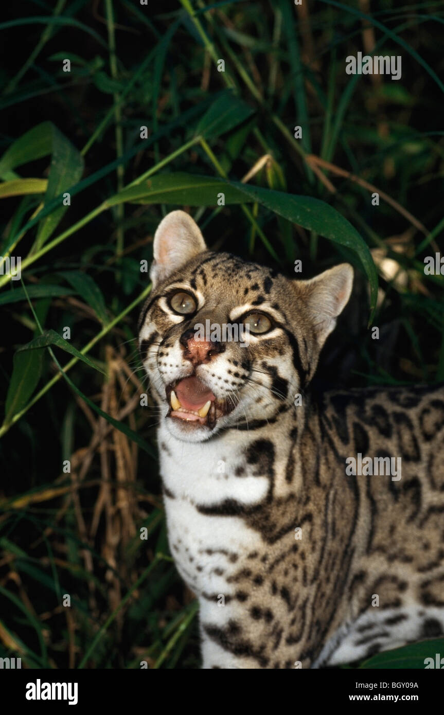 Ocelot head Banque de photographies et d’images à haute résolution - Alamy
