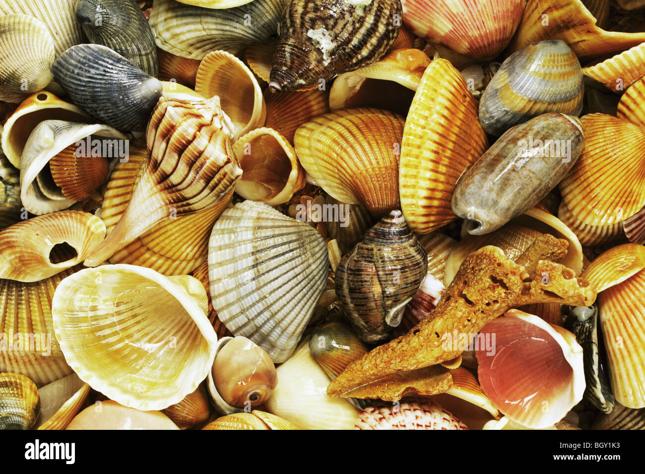 Coquillages de mer Banque de photographies et d’images à haute ...