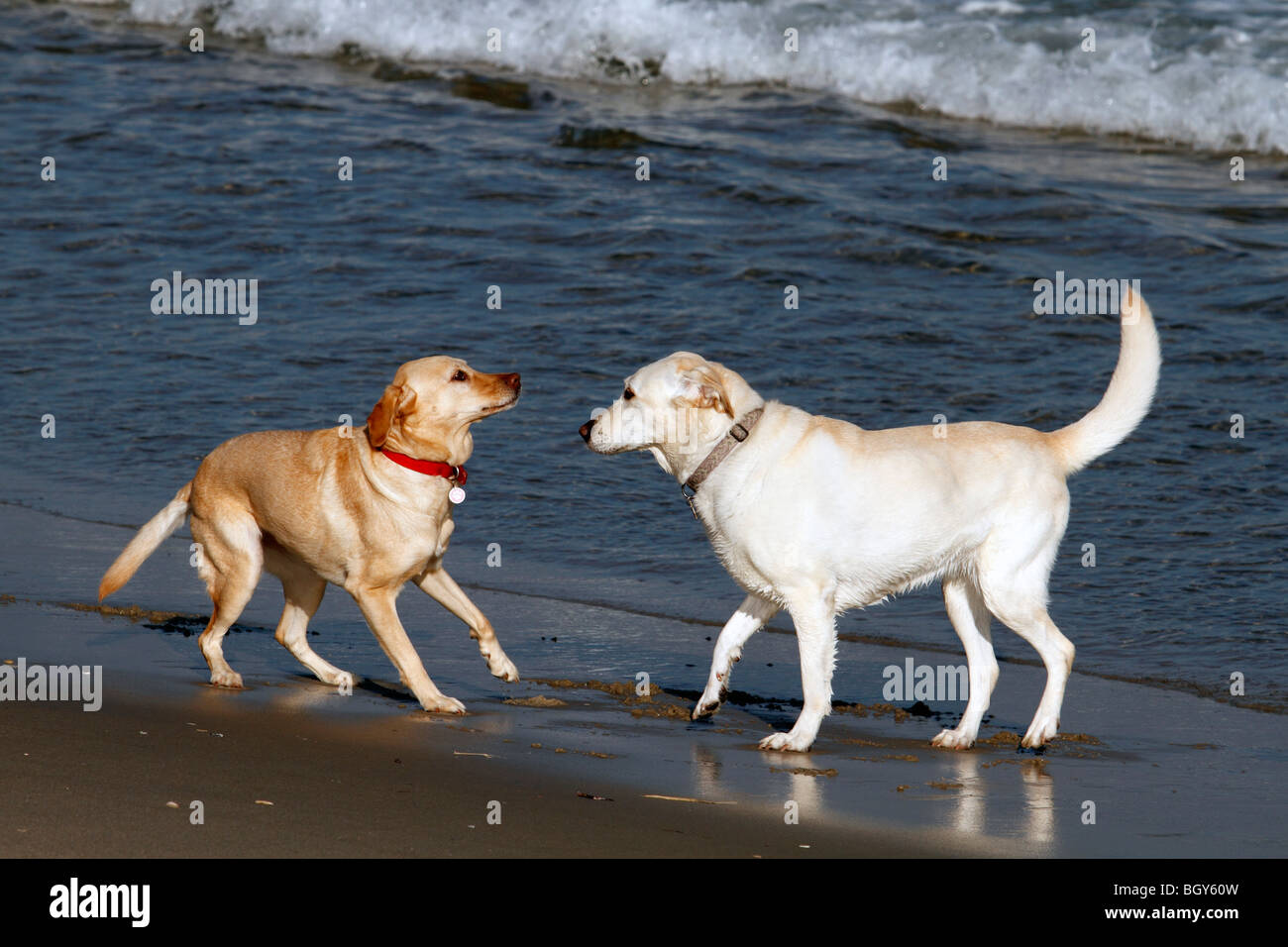Paire De Chiens Sur La Plage Banque d'image et photos - Alamy