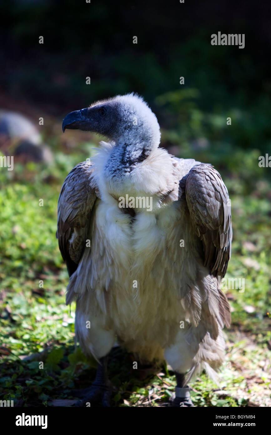 Vautour africain à dos blanc Banque de photographies et d’images à ...